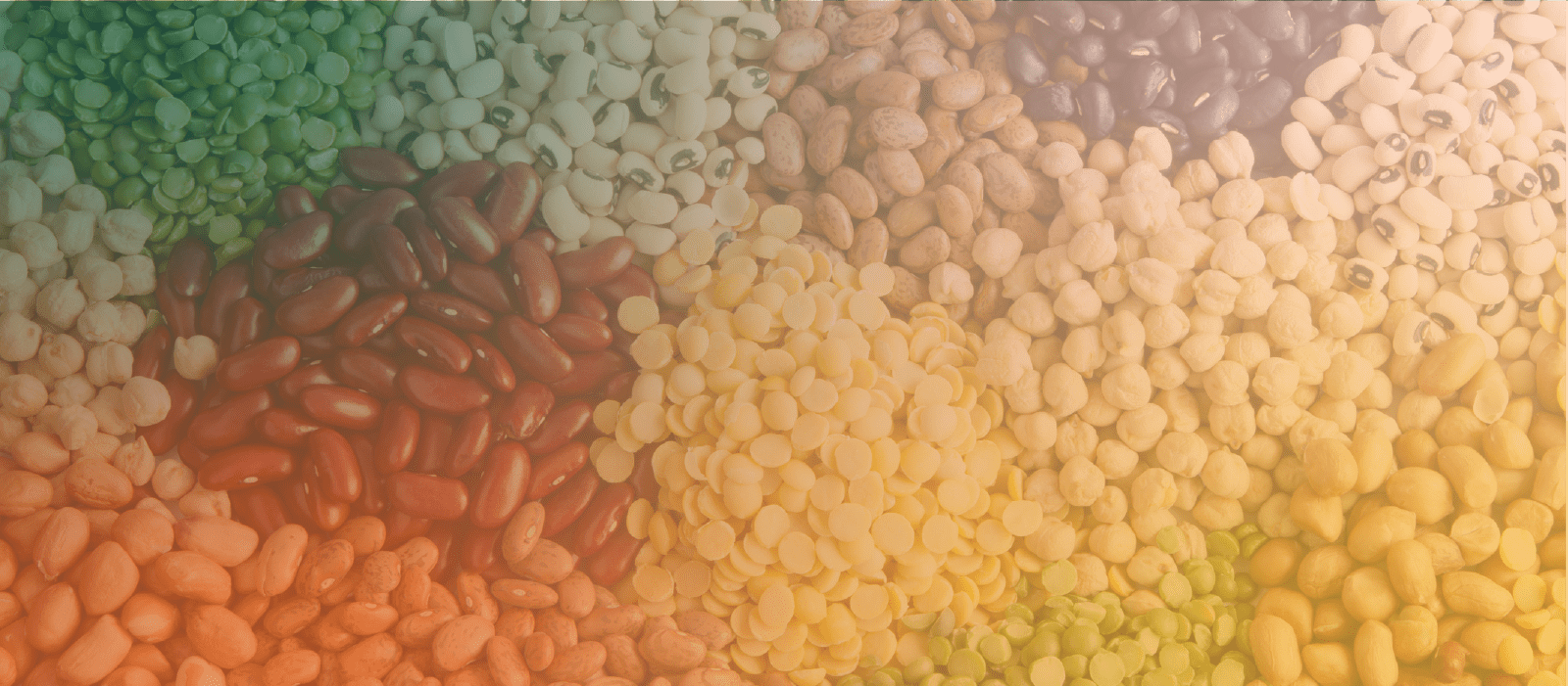 Results - HOLiFOOD Project